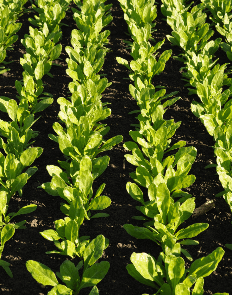 Azienda agricola Guzzetti, production of horticultural products